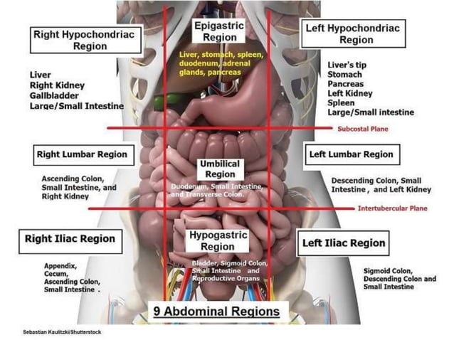 abdomen-surfacemarkingandradiology-210312105639 (2).pdf