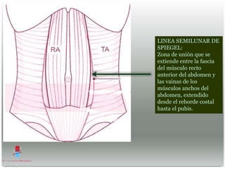 ABDOMEN AGUDO Y CORNICO CLINICO Y QUIRURGICO | PPTX