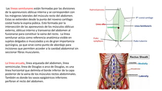 Anatomía y Función de la Pared Abdominal: Estructura y Músculos | PDF