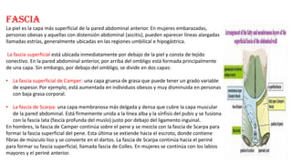 Anatomía y Función de la Pared Abdominal: Estructura y Músculos | PDF