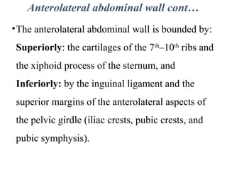 Abdomen 1st for MD.ppt Abdomen anatomy medicine | PPT