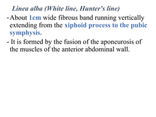 Abdomen 1st for MD.ppt Abdomen anatomy medicine | PPT