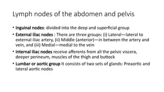 ANATOMY OF THE Abdomen 2 presentation.pptx