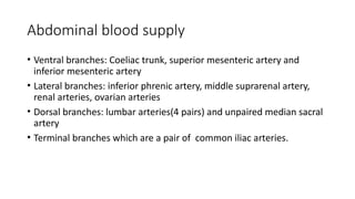 ANATOMY OF THE Abdomen 2 presentation.pptx