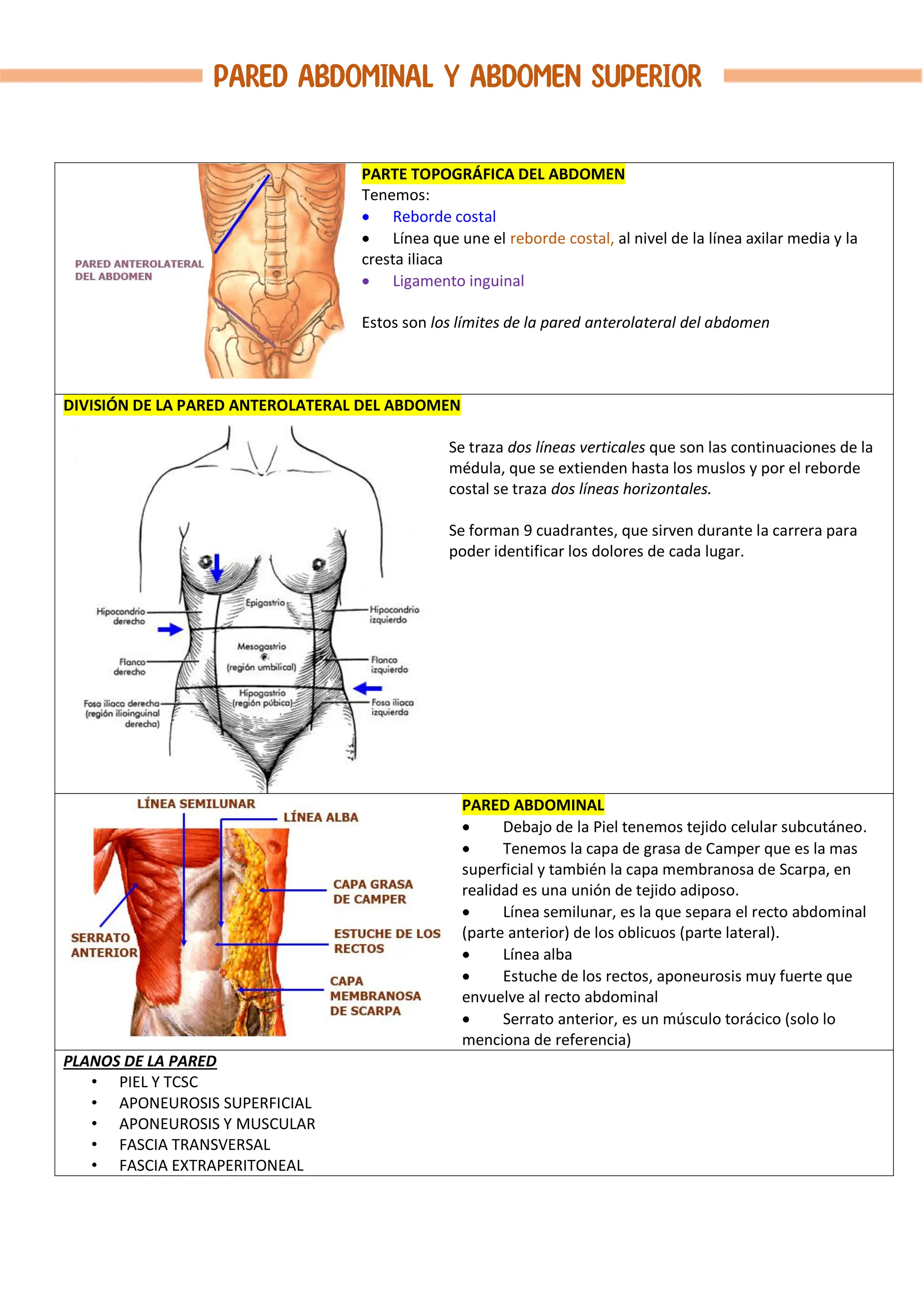 Anatomía del abdomen: Funciones y estructura | PDF