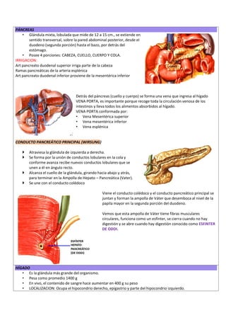 Anatomía del abdomen: Funciones y estructura | PDF