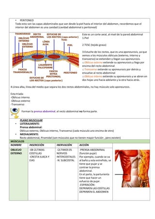 Anatomía del abdomen: Funciones y estructura | PDF