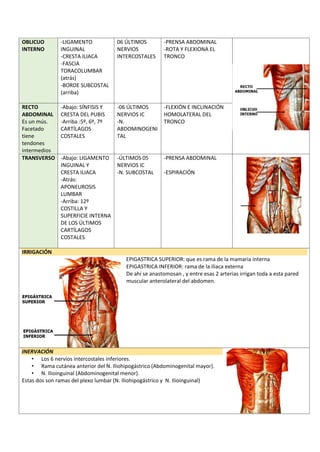 Anatomía del abdomen: Funciones y estructura | PDF