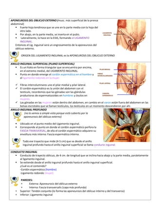 Anatomía del abdomen: Funciones y estructura | PDF