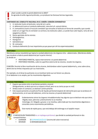 Anatomía del abdomen: Funciones y estructura | PDF