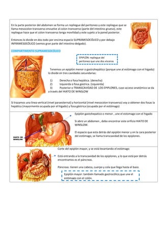 Anatomía del abdomen: Funciones y estructura | PDF