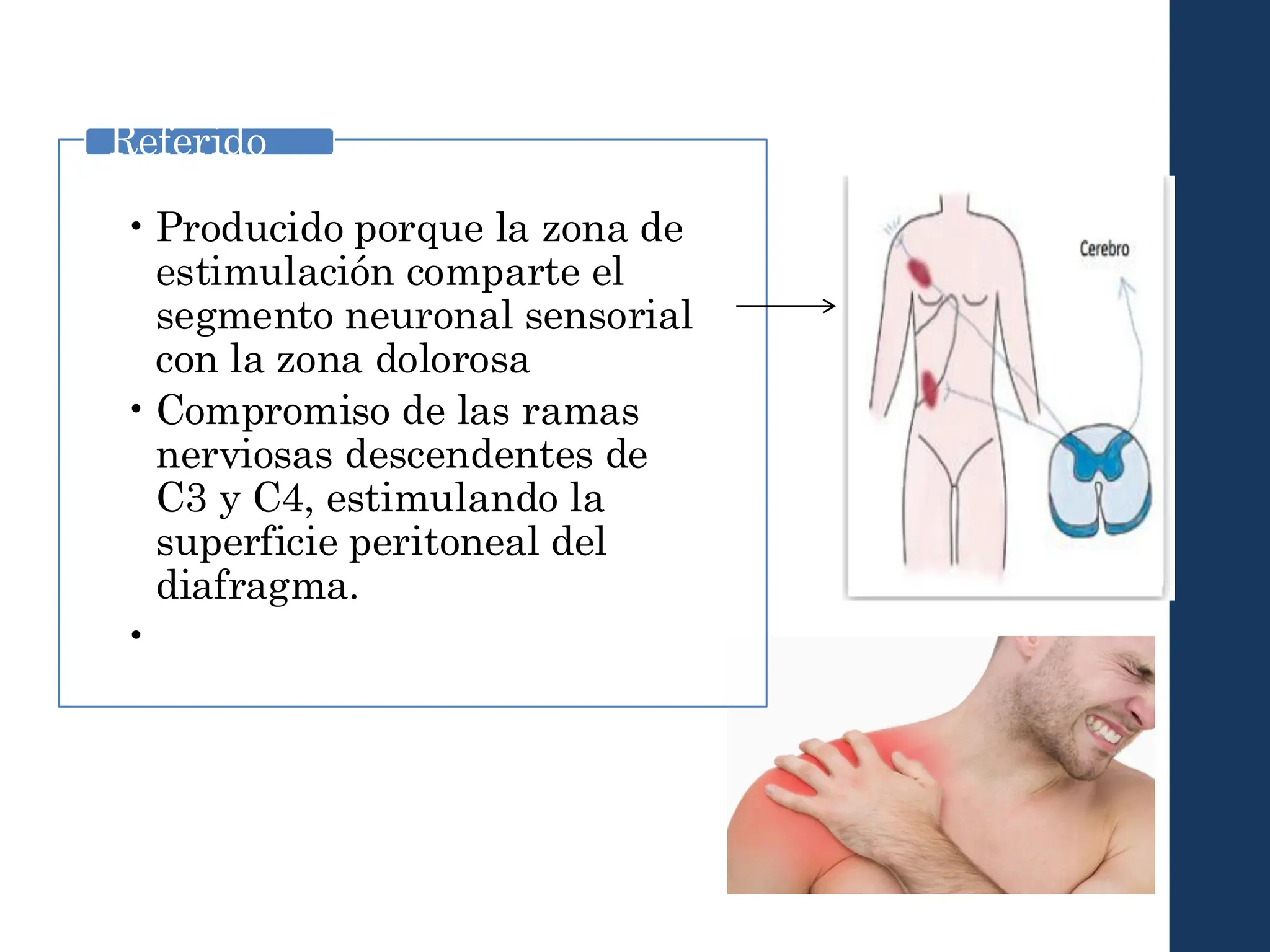 abdomen agudo y abdomen quirúrgico Anatomía | PDF