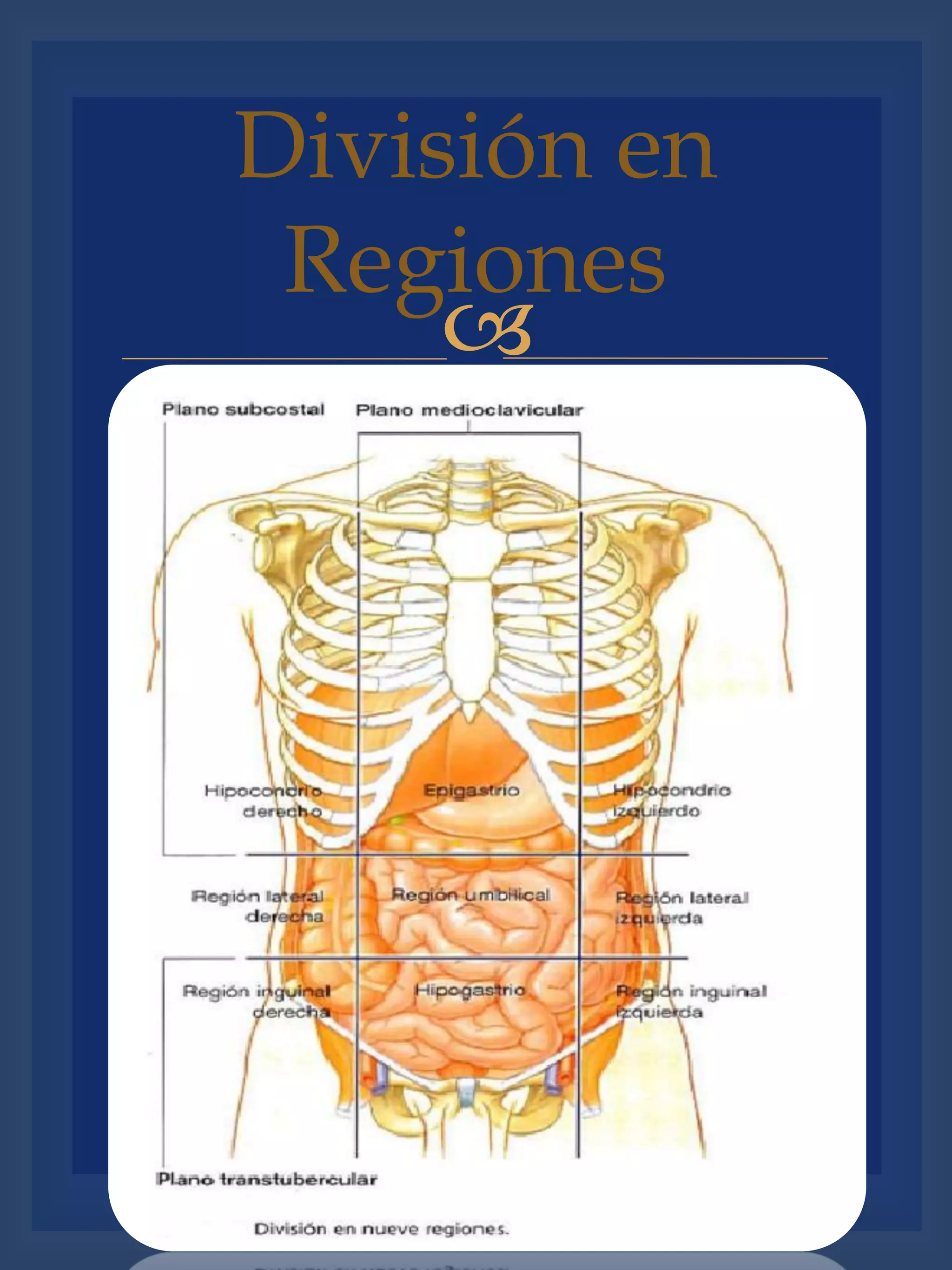 Anatomía De La Superficie Abdominal