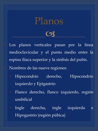 Abdomen Anatomía de Superficie, Divisiones, Pared abdominal, Musculos ...