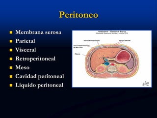 ABDOMEN ANATOMIA PAREDES PERITONEO Y ORGANOS.pdf
