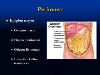ABDOMEN ANATOMIA PAREDES PERITONEO Y ORGANOS.pdf
