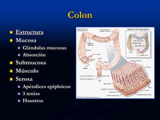 ABDOMEN ANATOMIA PAREDES PERITONEO Y ORGANOS.pdf