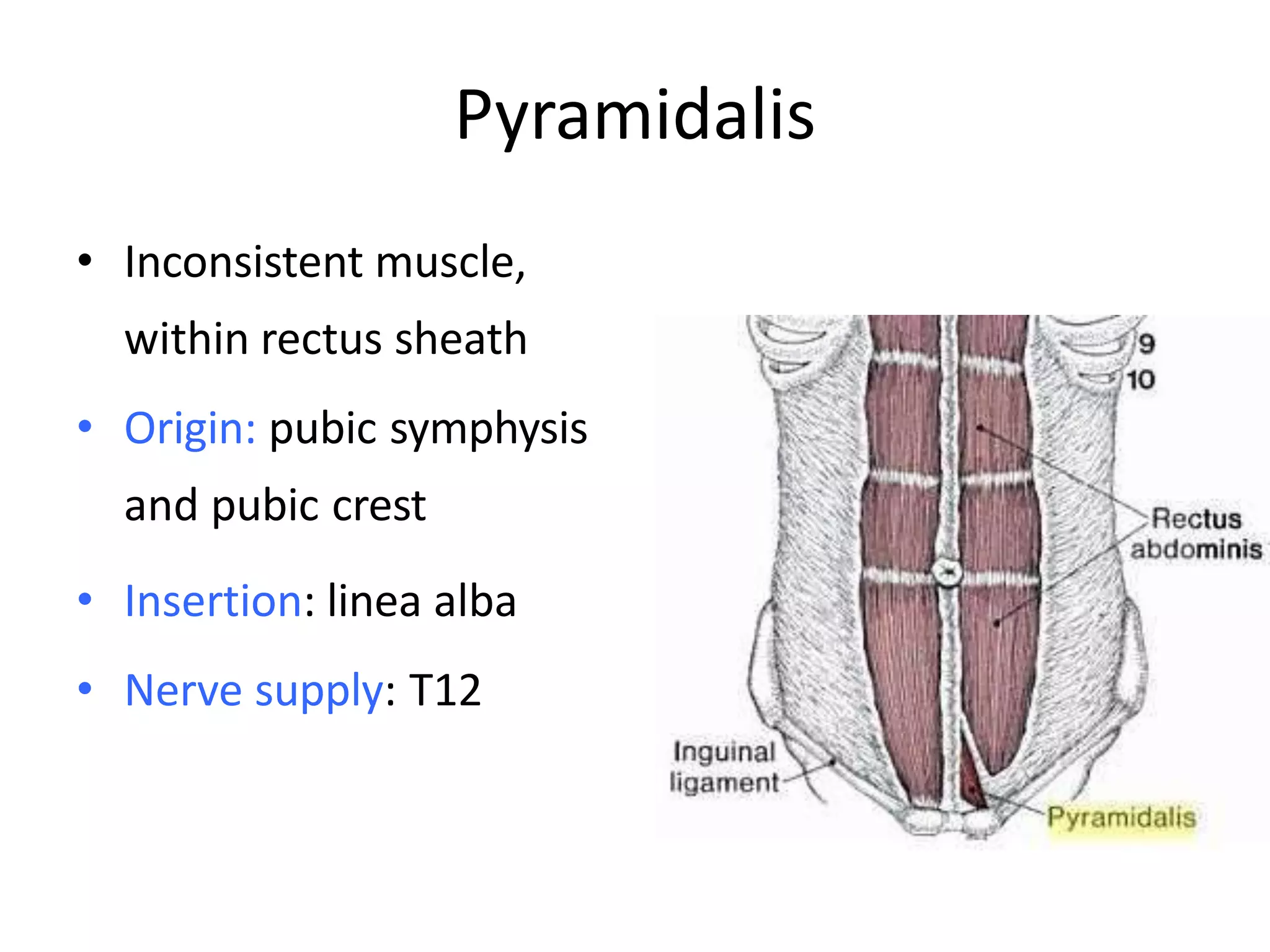 Abdomen and Lower Limb Muscles.pptx