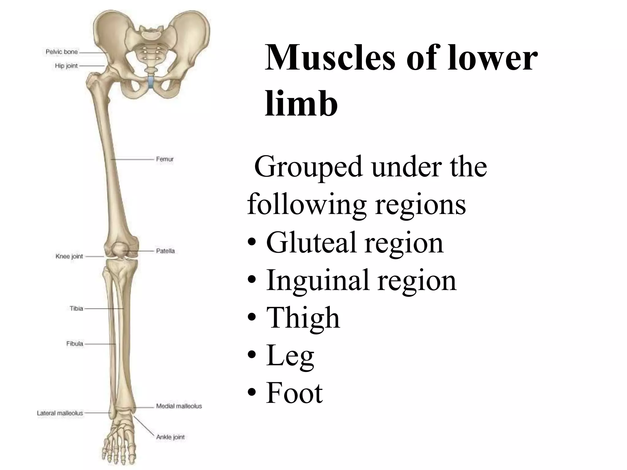 Abdomen and Lower Limb Muscles.pptx