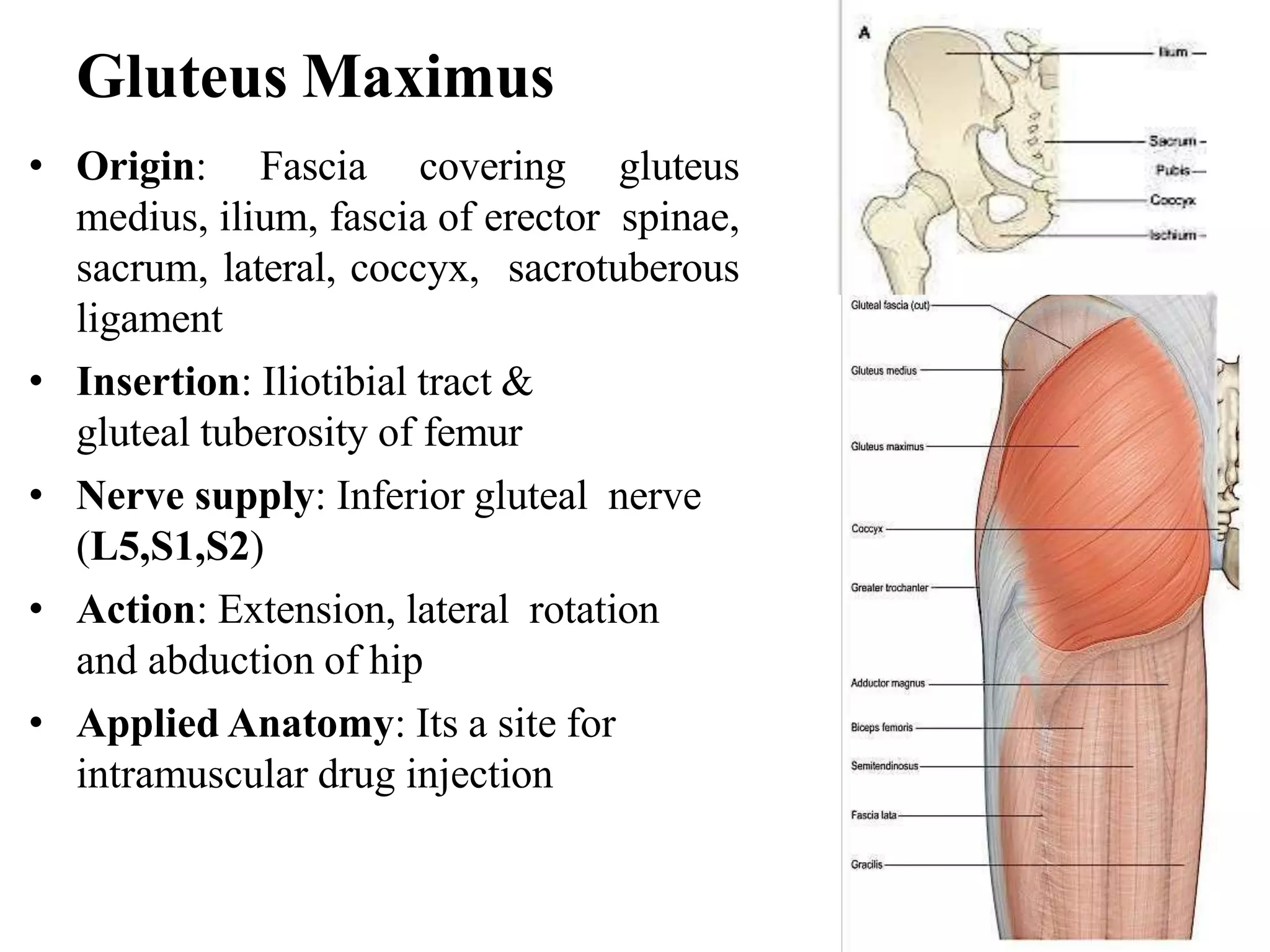 Abdomen and Lower Limb Muscles.pptx