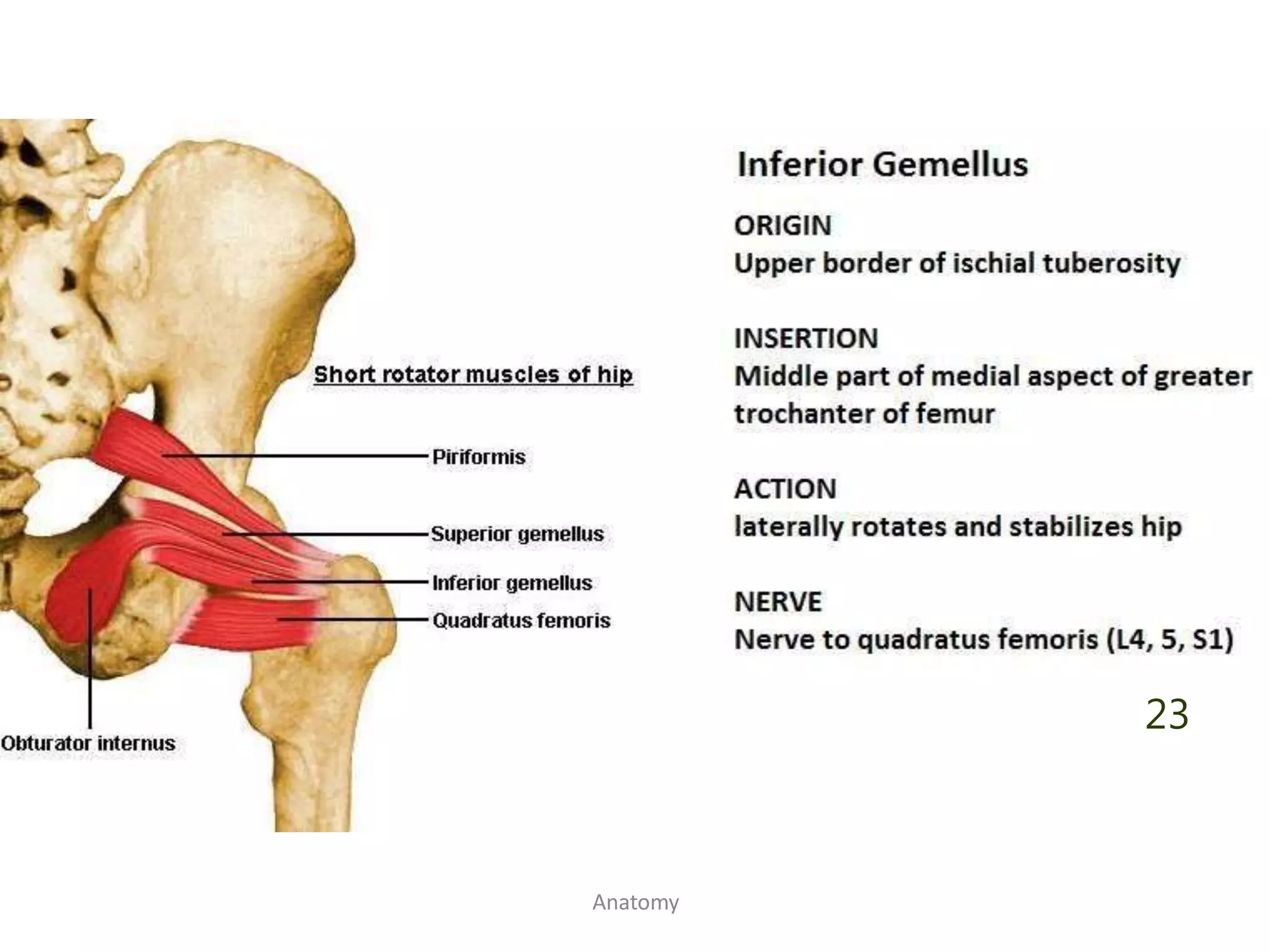 Abdomen and Lower Limb Muscles.pptx