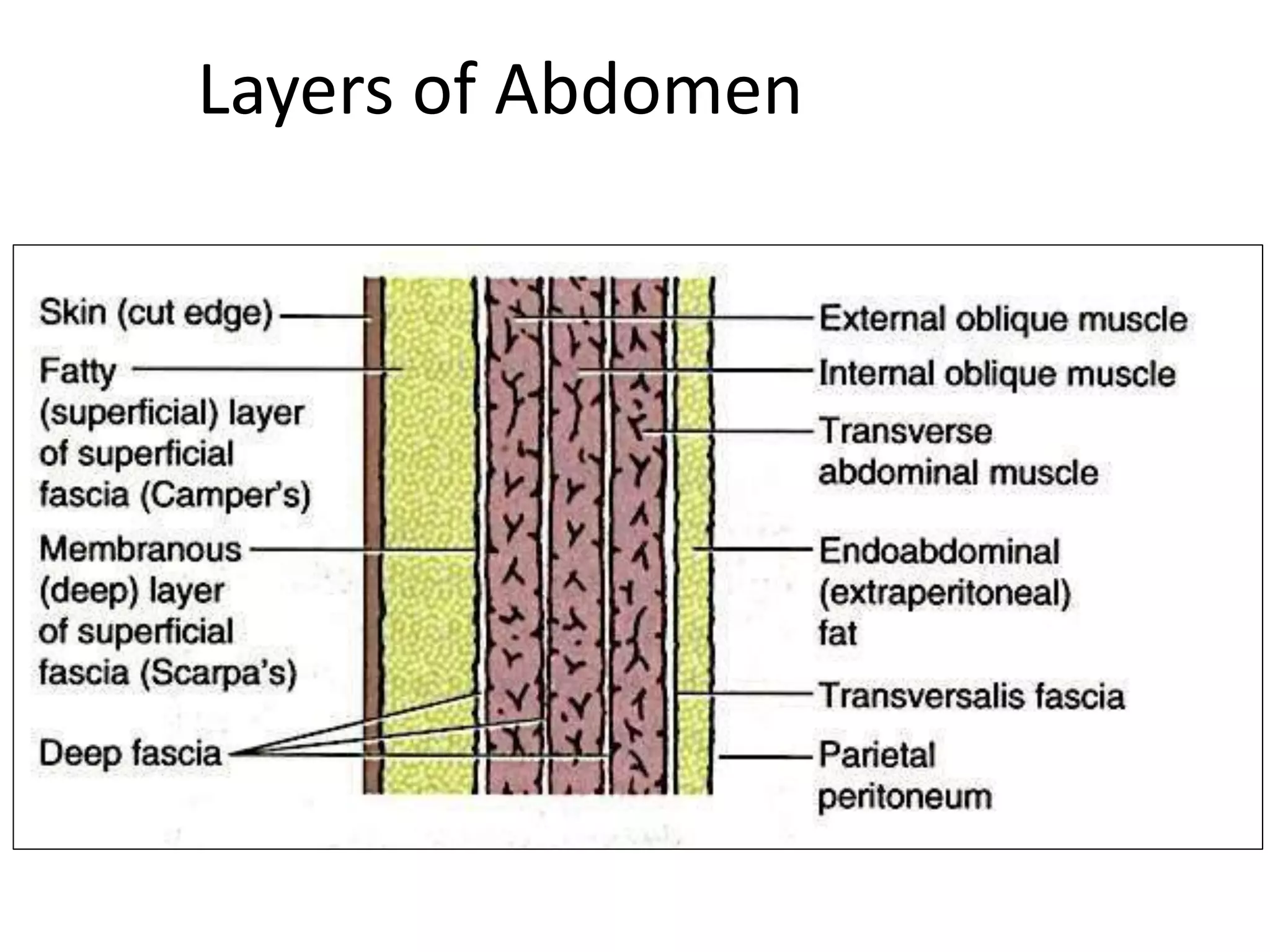 Abdomen and Lower Limb Muscles.pptx