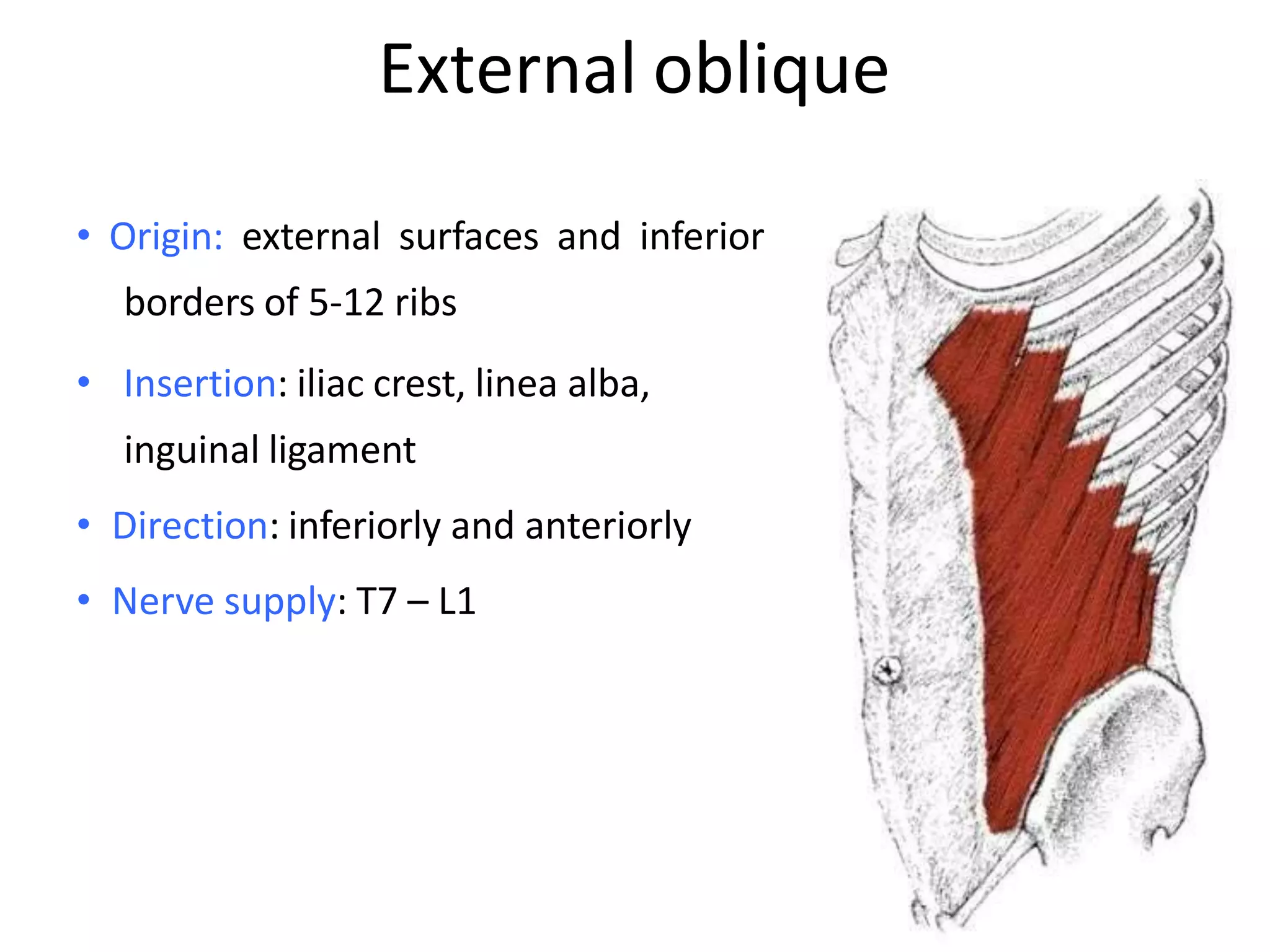 Abdomen and Lower Limb Muscles.pptx