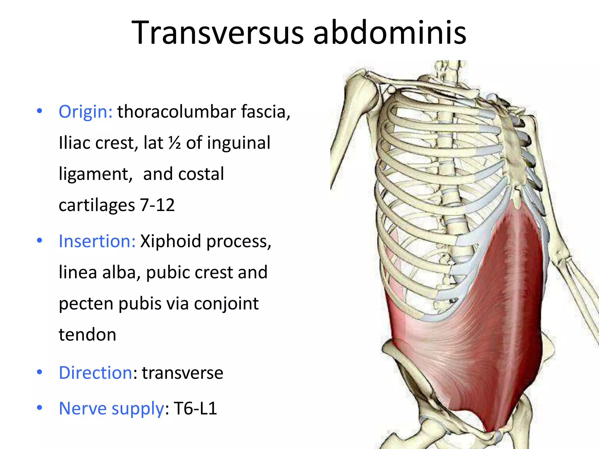 Abdomen and Lower Limb Muscles.pptx