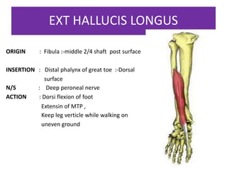 Abdomen and Lower Limb Muscles.pptx