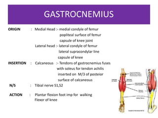 Abdomen and Lower Limb Muscles.pptx