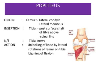 Abdomen and Lower Limb Muscles.pptx