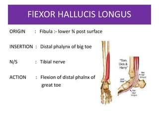 Flexor Hallucis Longus Origin And Insertion