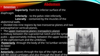Abdomen and pelvis radiography in practise .ptx | Digestive Disorders ...