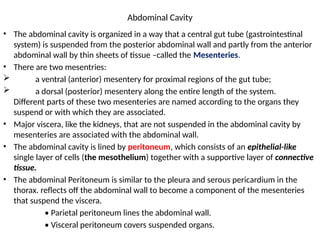 Anatomy of the Abdomen and Perinium.pptx