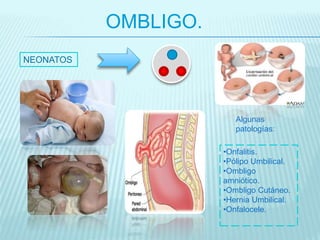 ABDOMEN DIAPOSITIVAS.pptx