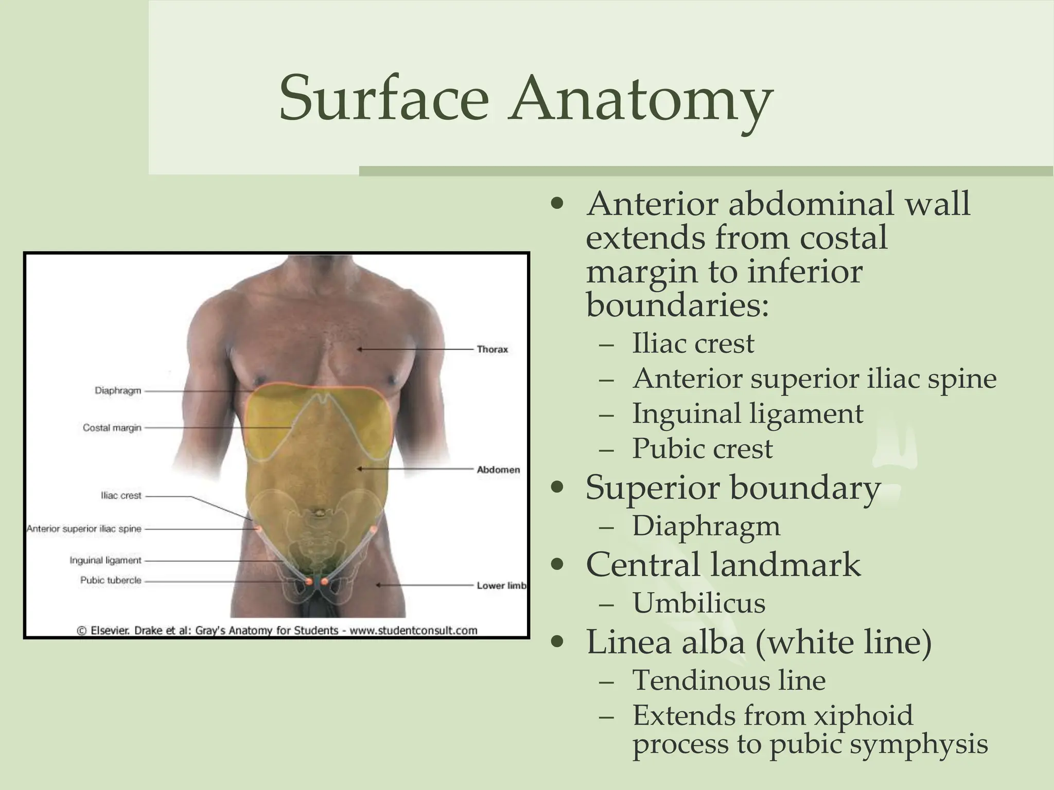 Abdomen_engl.powerpointmohamed lahai marrah | PPT