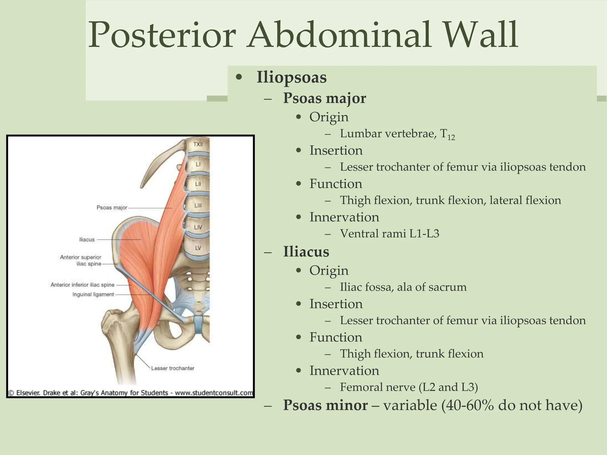 Abdomen_engl.powerpointmohamed lahai marrah | PPT