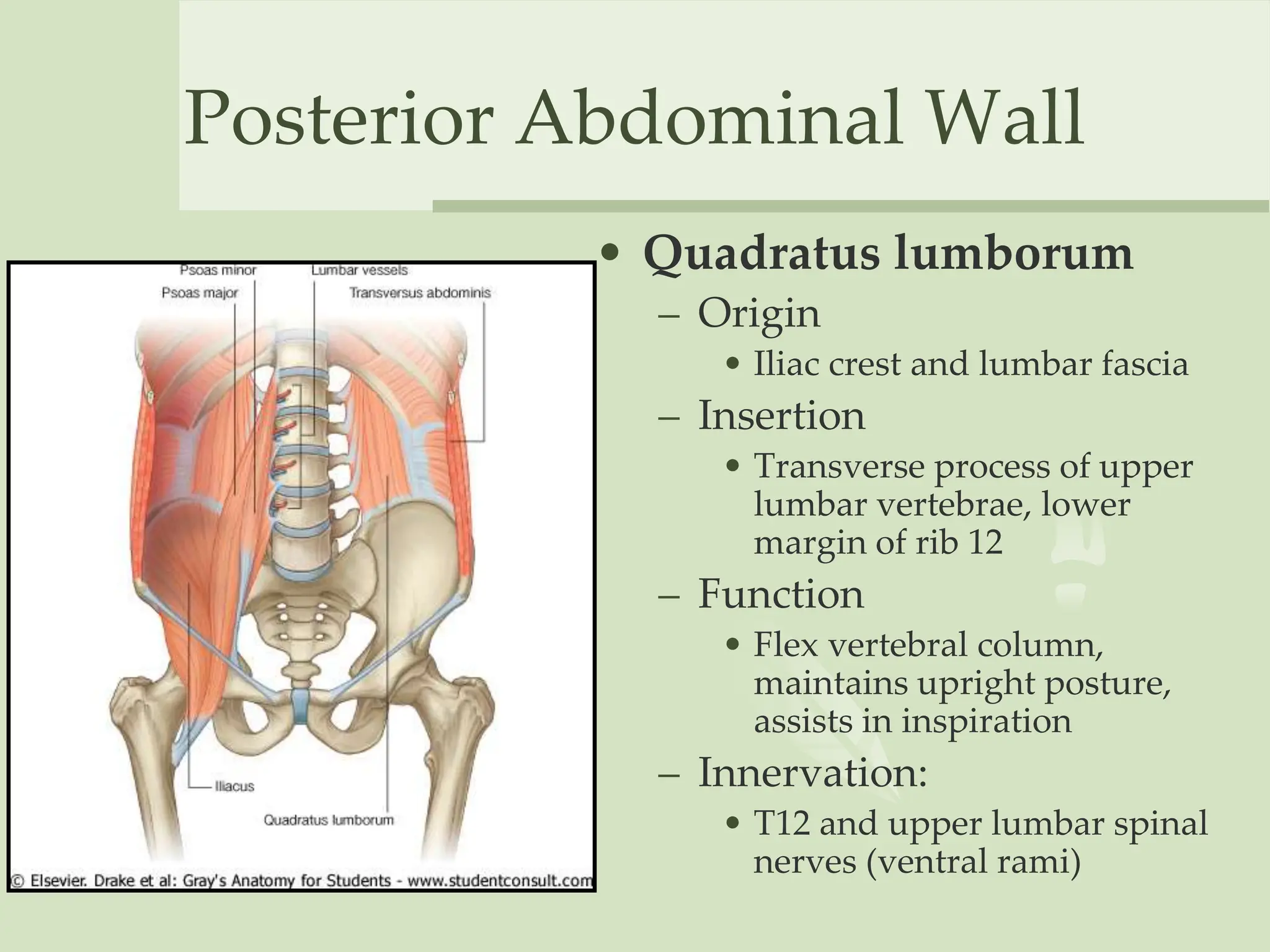 Abdomen_engl.powerpointmohamed lahai marrah | PPT