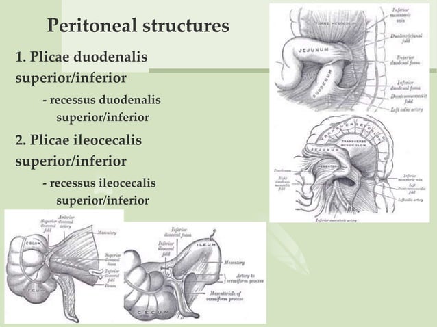 Abdomen_engl.powerpointmohamed lahai marrah | PPT