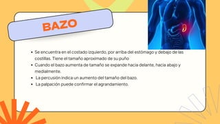 Esrudio de ABDOMEN, tanto técnicas, como abordaje | PDF