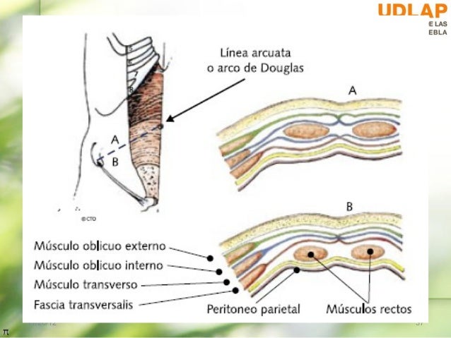 Abdomen intro clase i 2009