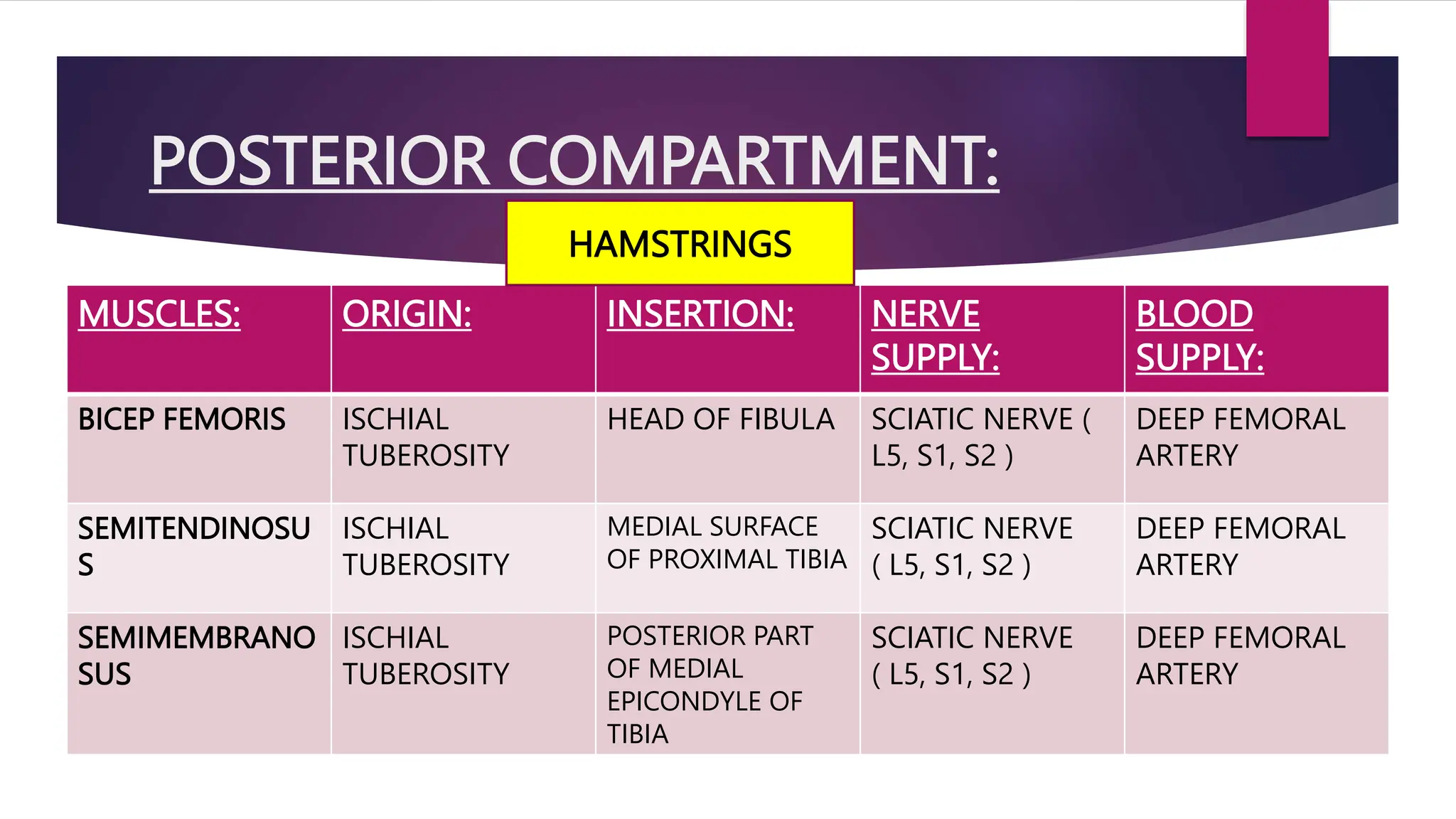 ABDOMEN MUSCLE& MUSCLE OF LOWER EXTREMITIES.1.pptx