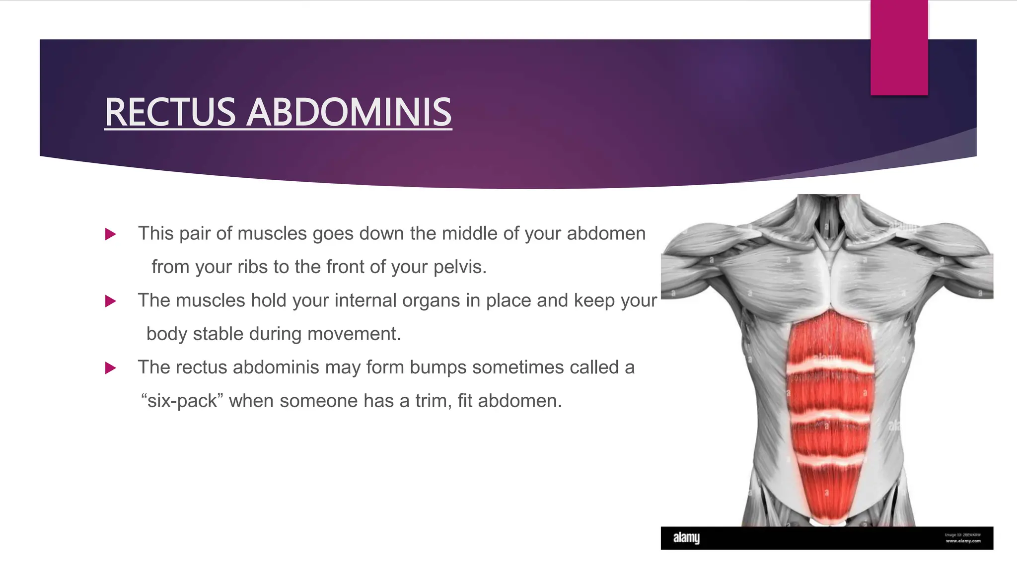 ABDOMEN MUSCLE& MUSCLE OF LOWER EXTREMITIES.1.pptx
