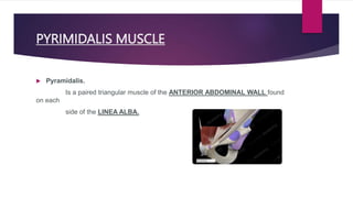 ABDOMEN MUSCLE& MUSCLE OF LOWER EXTREMITIES.1.pptx