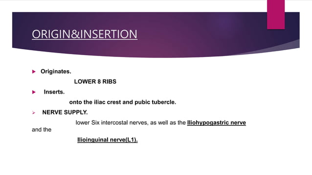 ABDOMEN MUSCLE& MUSCLE OF LOWER EXTREMITIES.1.pptx