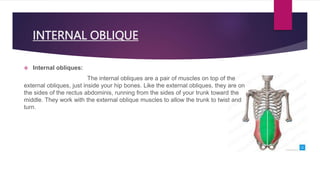 ABDOMEN MUSCLE& MUSCLE OF LOWER EXTREMITIES.1.pptx