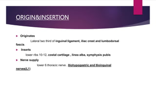 ABDOMEN MUSCLE& MUSCLE OF LOWER EXTREMITIES.1.pptx