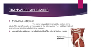 ABDOMEN MUSCLE& MUSCLE OF LOWER EXTREMITIES.1.pptx