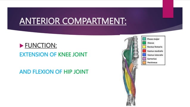 ABDOMEN MUSCLE& MUSCLE OF LOWER EXTREMITIES.1.pptx
