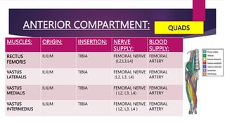 ABDOMEN MUSCLE& MUSCLE OF LOWER EXTREMITIES.1.pptx